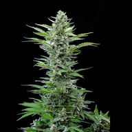 Køb Royal Critical Auto-cannabisfrø - Royal Queen Seeds
