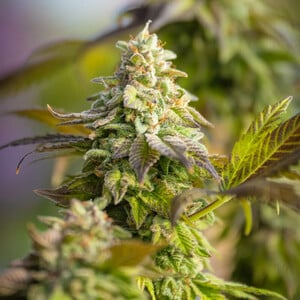 Køb feminiserede Special Queen 1-cannabisfrø 👑 - Royal Queen Seeds