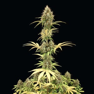 Køb Amnesia Haze Auto-cannabisfrø - Royal Queen Seeds