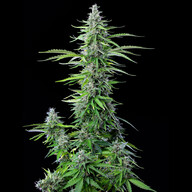Køb Royal Cookies Auto-cannabisfrø 🍪 - Royal Queen Seeds
