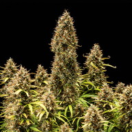 Køb Royal Cookies Auto-cannabisfrø 🍪 - Royal Queen Seeds