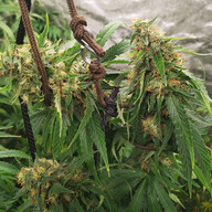 Køb feminiserede HulkBerry-cannabisfrø 💪 - Royal Queen Seeds