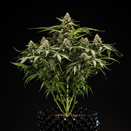 Køb Titan F1 Cannabis-hybridfrø