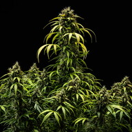 Køb Cherry Pie Auto-cannabisfrø - Royal Queen Seeds